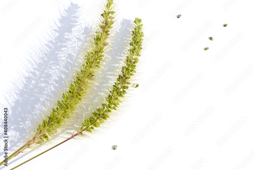 Ear of green foxtail grass, green bristlegrass, or wild foxtail millet ...
