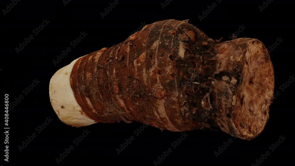 Realistic render of a spinning Taro (Gabi) Root on transparent ...