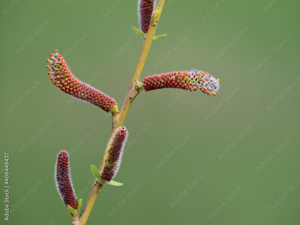 Purple Osier Stock Photo | Adobe Stock