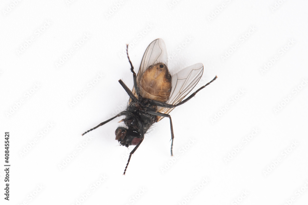 Dead fly isolated on white background Stock Photo | Adobe Stock