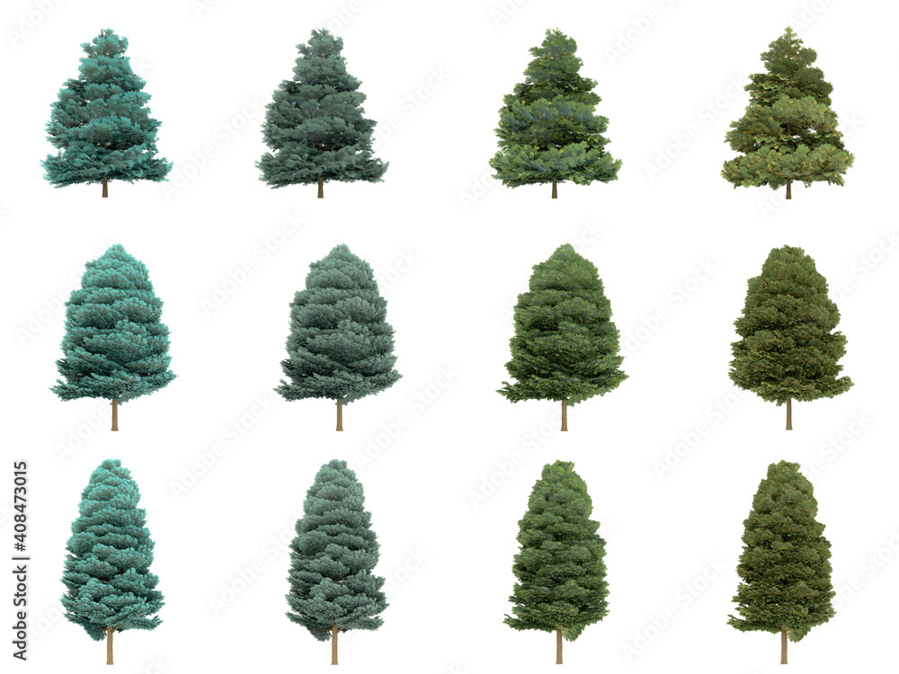 Abies concolor trees on white background. Colorado white fir isolate ...