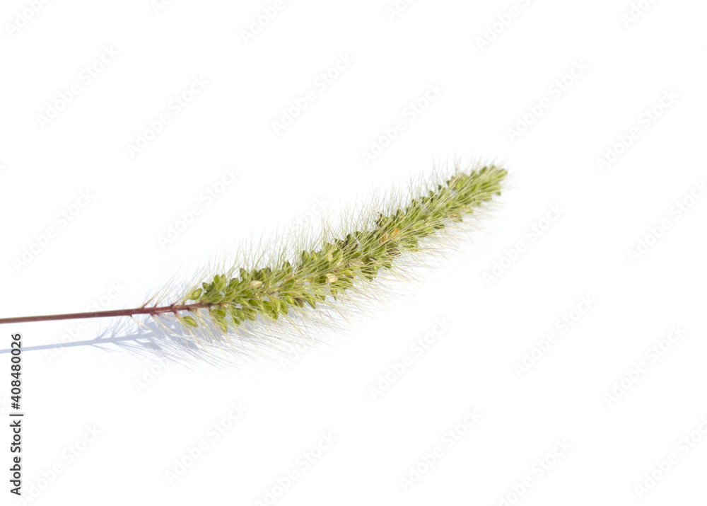 Ear of green foxtail grass, green bristlegrass, or wild foxtail millet ...