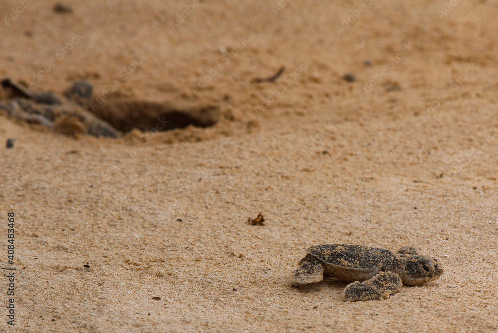 Loggerhead baby sea turtles hatching in a turtle farm in Sri Lanka ...