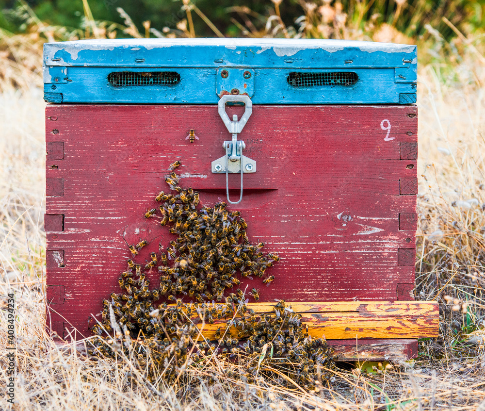 Beehive box on the meadow to protect honey bees Stock Photo | Adobe Stock