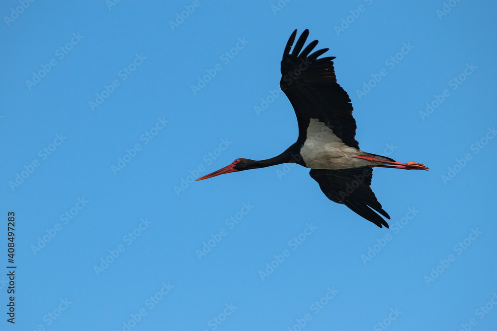 Ciconia nigra - Barza neagra - Black stork Stock Photo | Adobe Stock