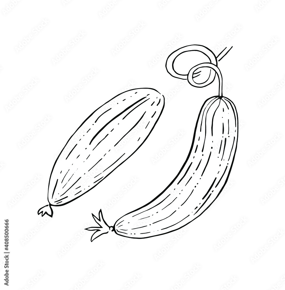 Vector illustration.Cucumber sketch icon with a single line on an ...