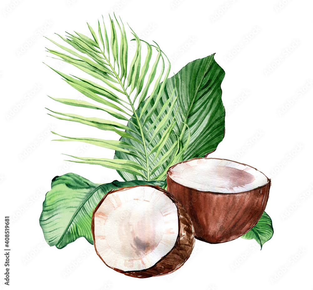 Coconut watercolor clipart, Modern tropical clipart coconut png, Palm ...