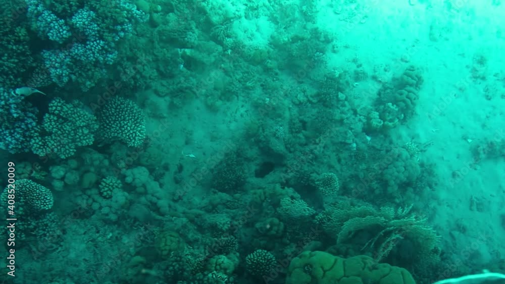 Exploration of the underwater world of the Red Sea in Egypt through the ...