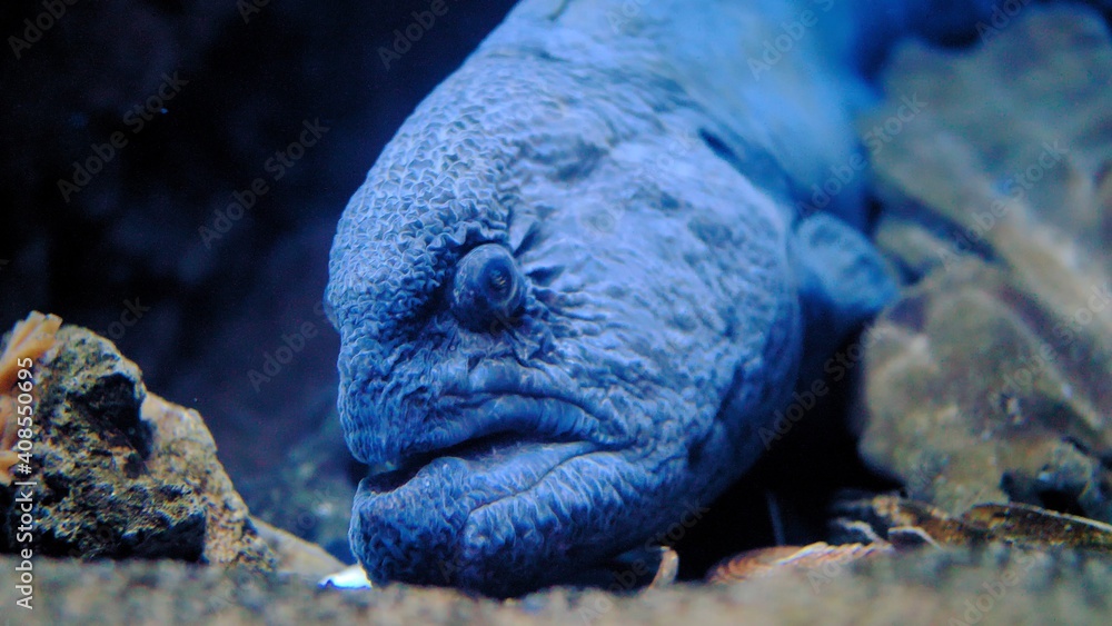 Moray Eel Opening and Closing Jaw Showing Monster Teeth Stock Photo ...