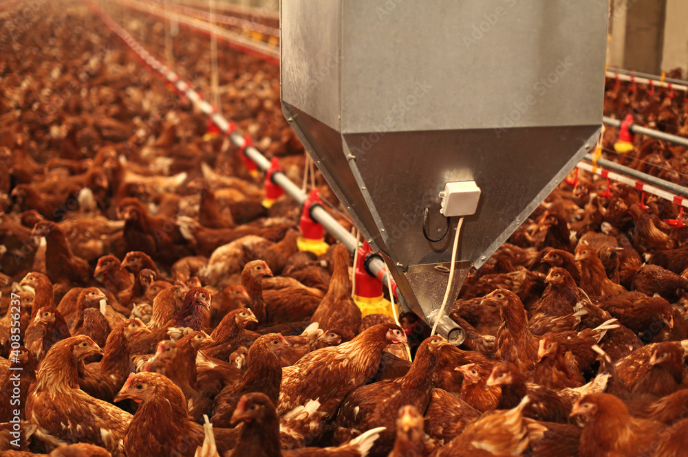 Chicken farm, eggs and poultry production, feeding chickens in modern ...