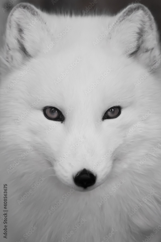 polar fox arctic fox muzzle close Stock Photo | Adobe Stock