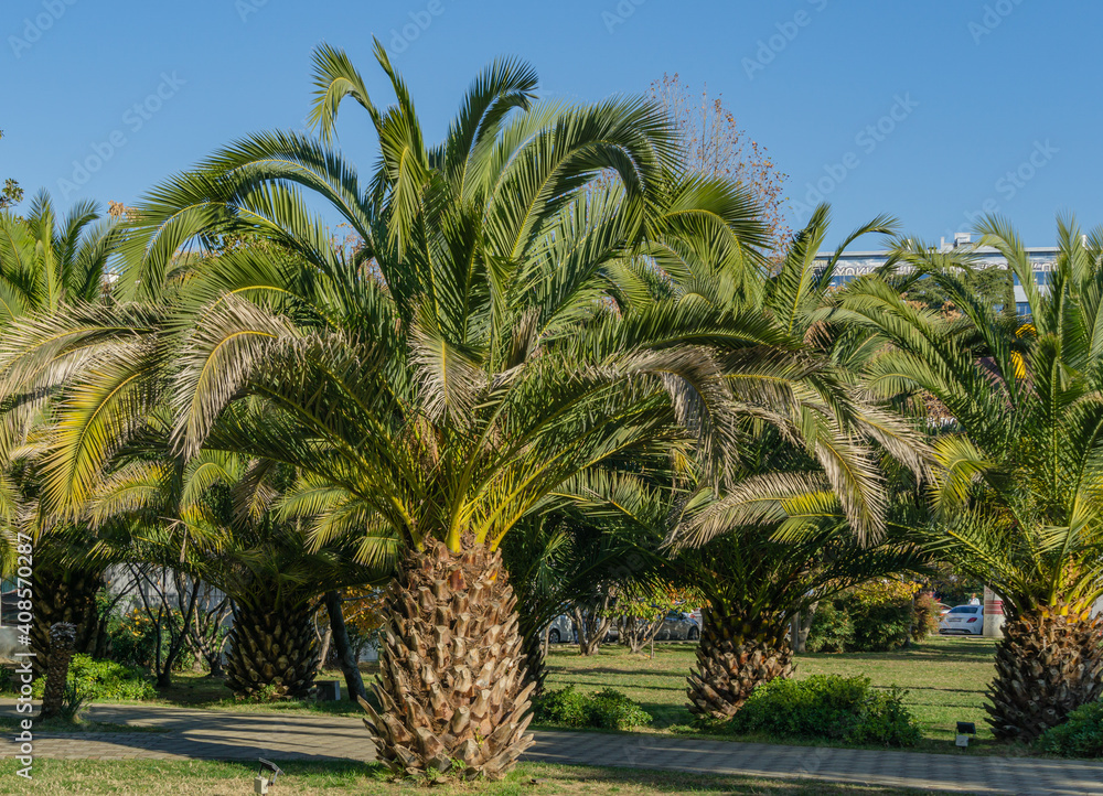Beautiful palm tree Canary Island Date Palm (Phoenix canariensis) in ...