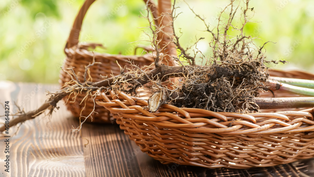 Valerian roots close-up. Collection and harvesting of plant parts for ...