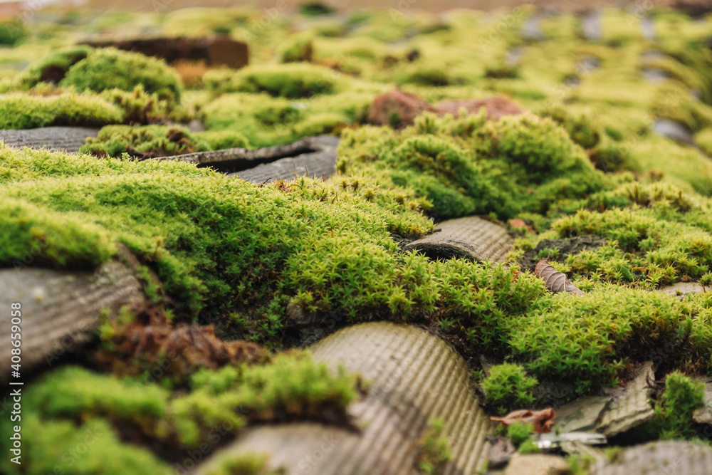 tiled roof covered with moss. The stone is covered with beautiful moss ...