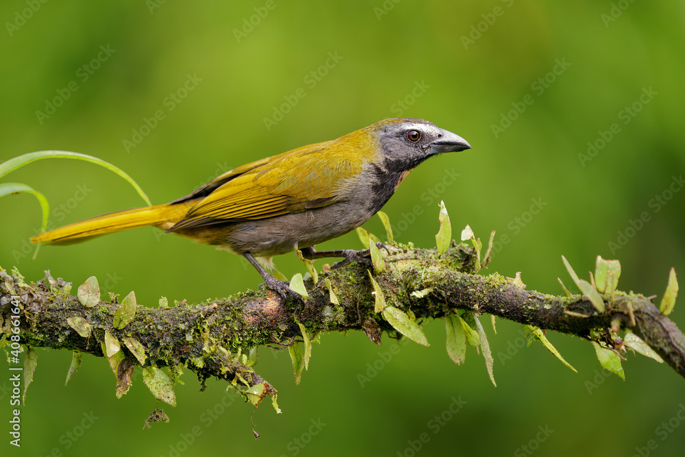Buff-throated Saltator - Saltator maximus seed-eating bird in the ...