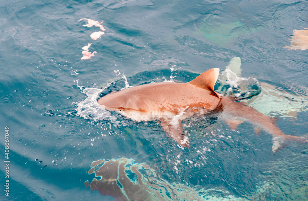 feeding sharks, reef sharks gather underwater for feeding in the Indian ...