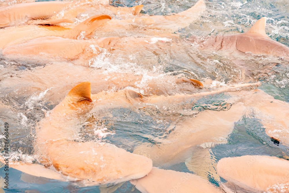 feeding sharks, reef sharks gather underwater for feeding in the Indian ...