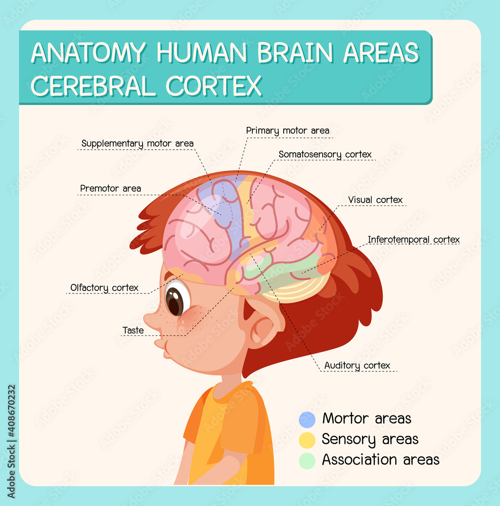 Anatomy human brain areas cerebral cortex with label Stock Vector ...