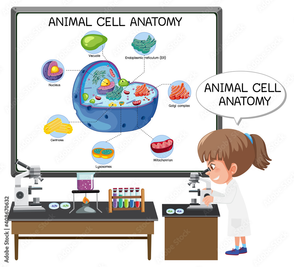 Anatomy of animal cell (Biology Diagram) Stock Vector | Adobe Stock