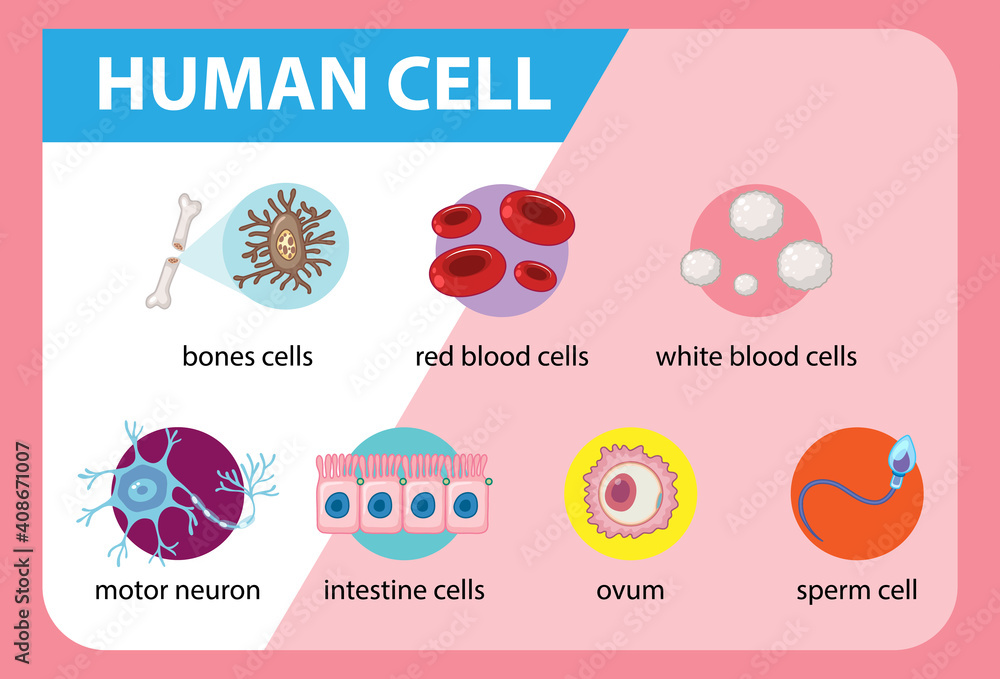 Diagram of human cell for education Stock Vector | Adobe Stock