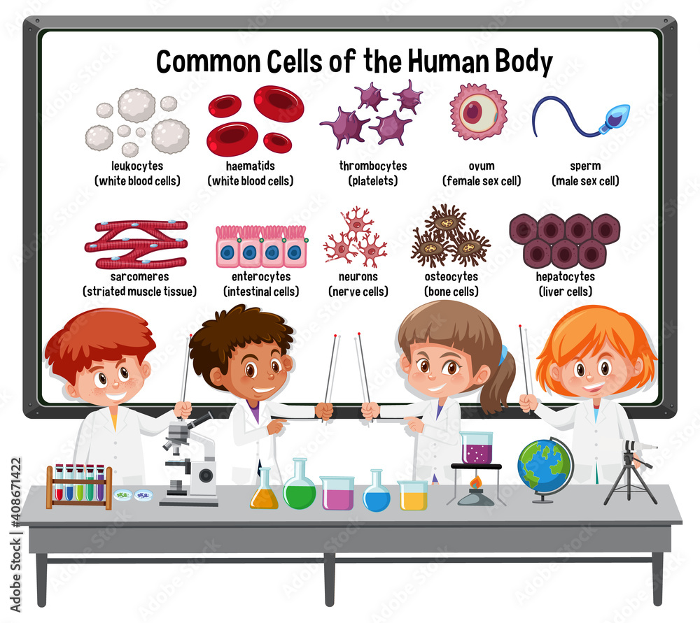 Many young scientists explaining common cells of the human body in ...