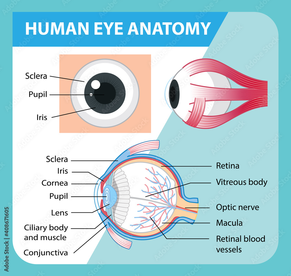 Diagram of human eye anatomy with label Stock Vector | Adobe Stock