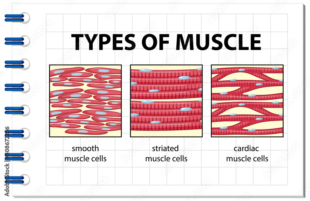 Types of muscle cell diagram Stock Vector | Adobe Stock