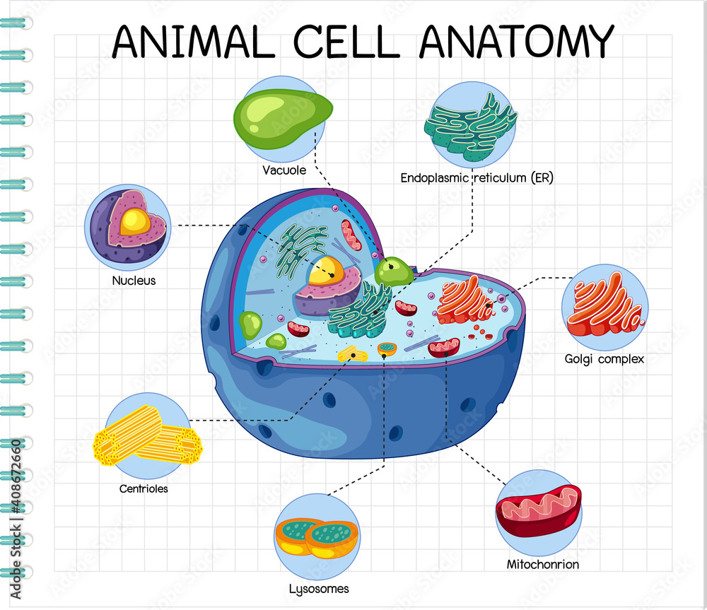 Anatomy of animal cell (Biology Diagram) Stock Vector | Adobe Stock