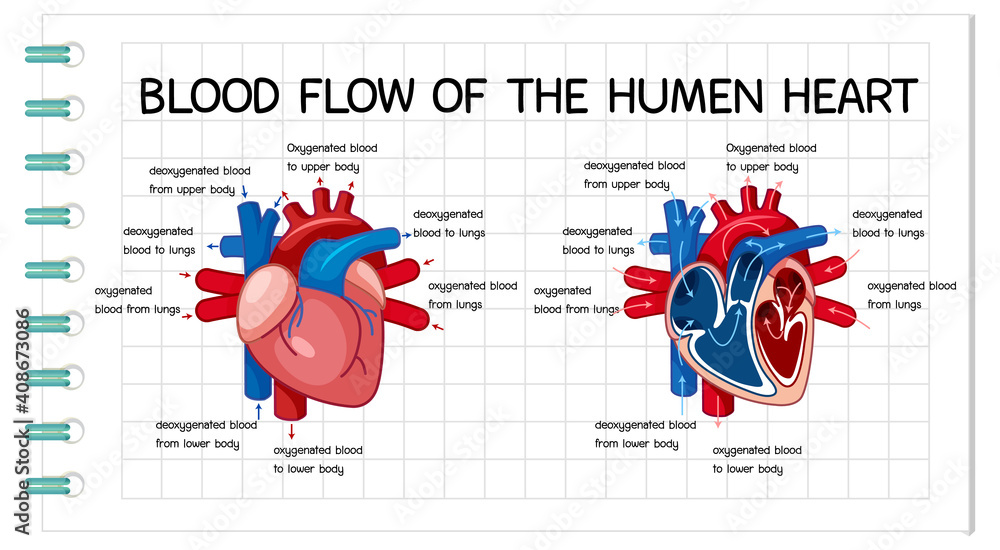 Blood flow of human heart diagram Stock Vector | Adobe Stock