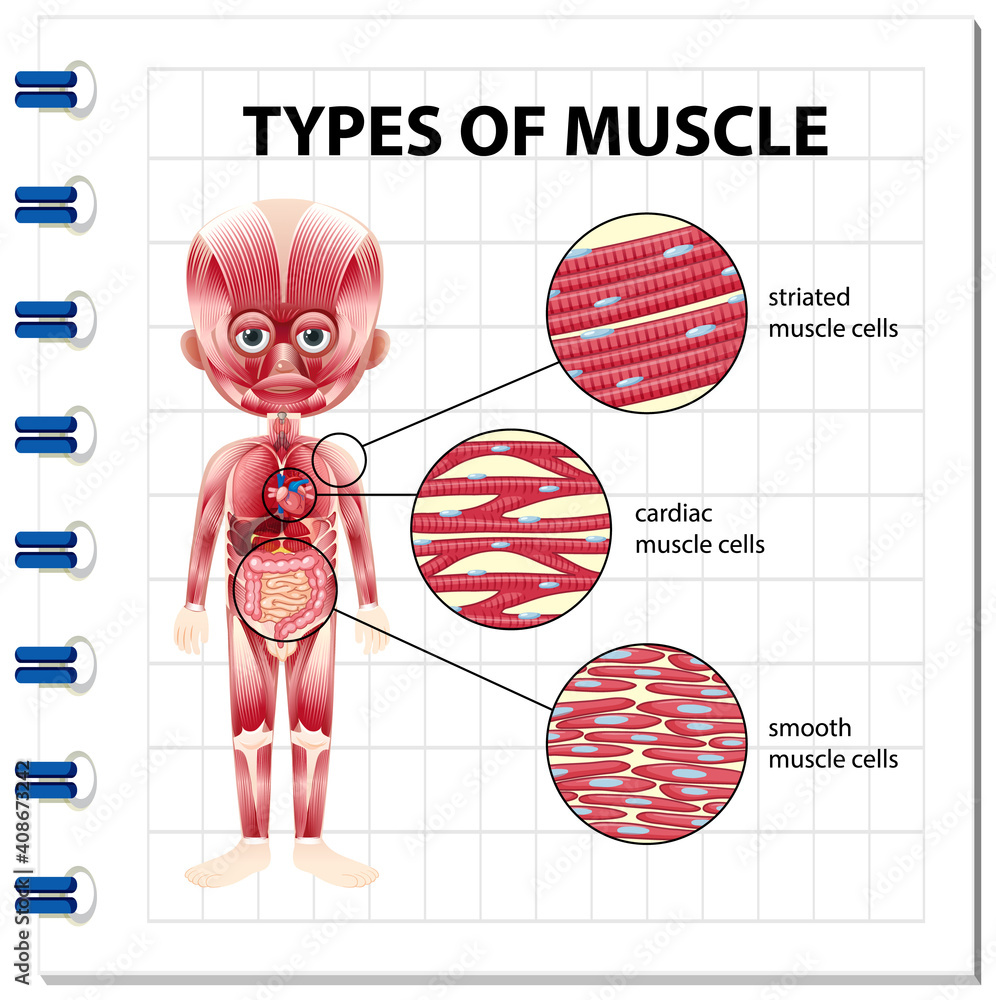 Types of muscle cell diagram Stock Vector | Adobe Stock