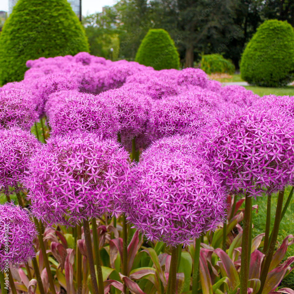 Pink Star Shaped Wildflower | Best Flower Site