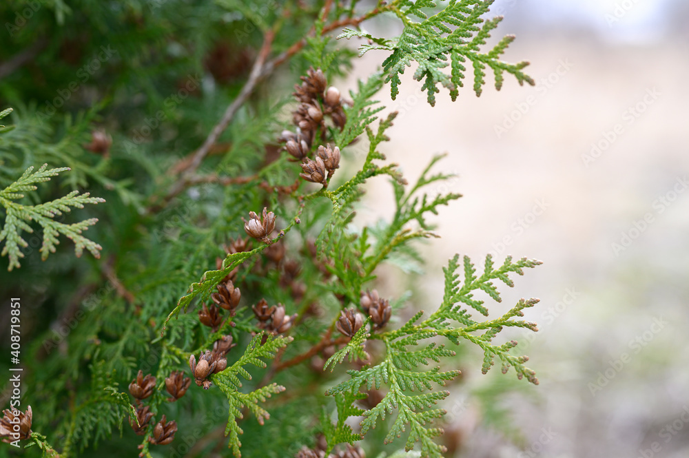 mature cones oriental arborvitae and foliage thuja. close up of bright ...
