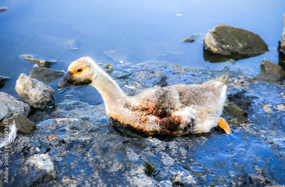 Bird stuck in polluted water with tar. Dying animals in industrial ...