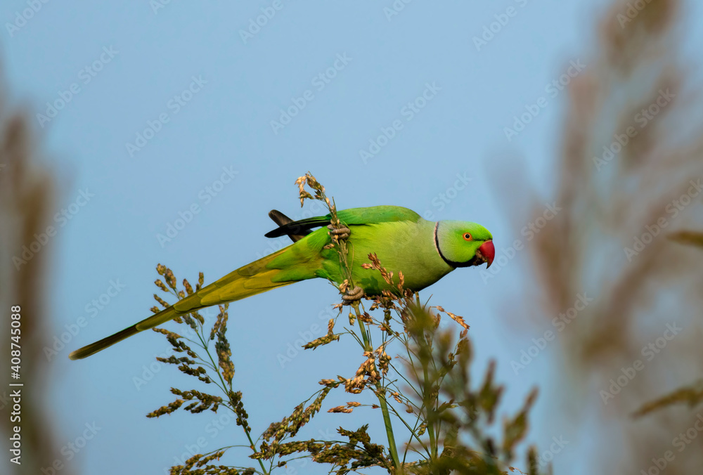 The rose-ringed parakeet, also known as the ring-necked parakeet, is a ...