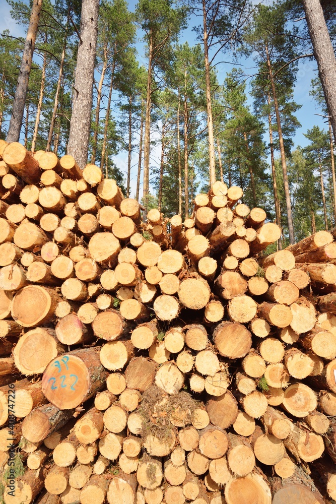 Freshly made firewood in the evergreen forest, pine tree logs close-up ...