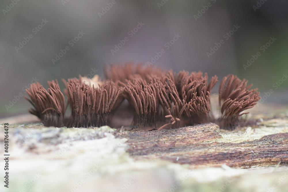 Stemonitis axifera, known as the chocolate tube slime mold or mould ...