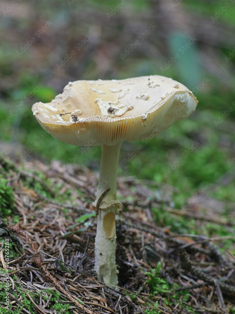 Amanita friabilis, also called Amanitopsis friabilis, commonly known as ...