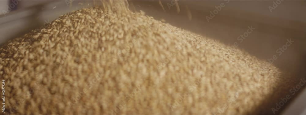 Pile of barley grains. Video of barley grains falling on a big pile ...