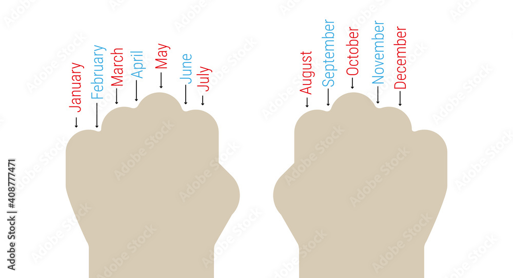 Determining the length of months by knuckles. Flat vector illustration ...
