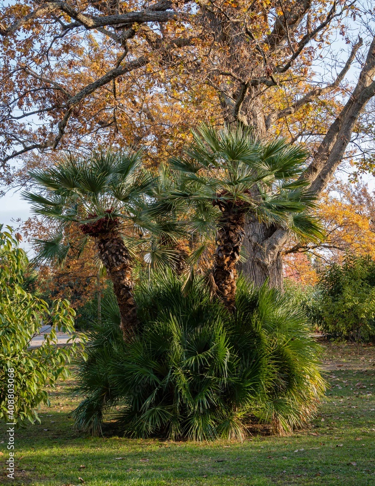 Beautiful multi-stemmed palm tree Chamaerops humilis, European fan or ...