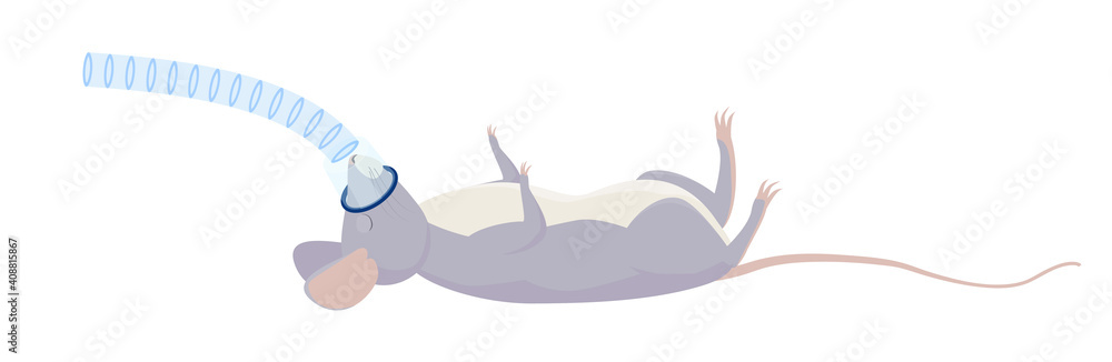 Rat or gray mouse with inhalation anesthesia, medical surgery operation ...