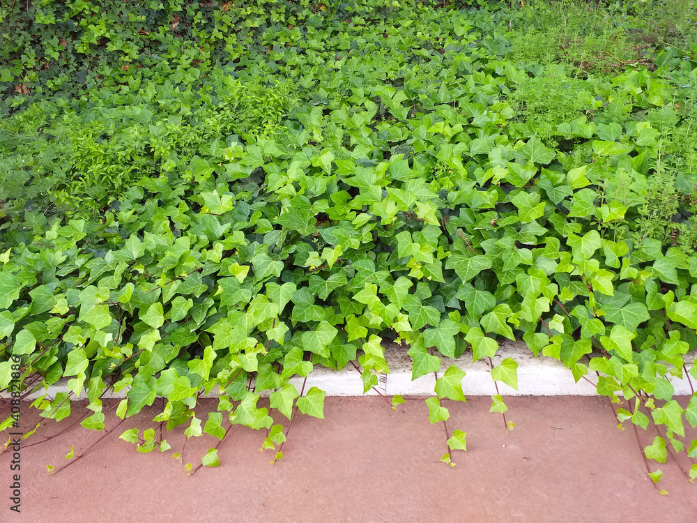 Front view of ground cover or ground cover creeping plants with green ...