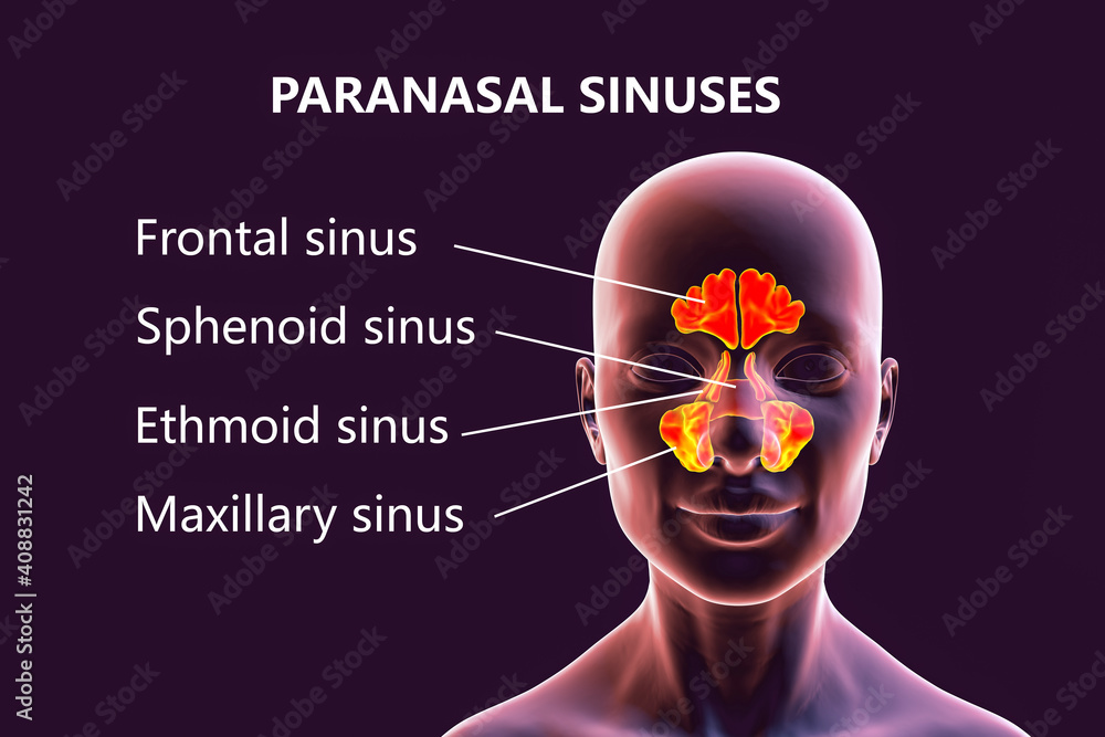 Anatomy of paranasal sinuses Stock Illustration | Adobe Stock
