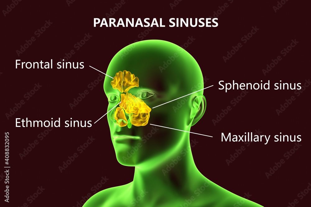 Anatomy of paranasal sinuses Stock Illustration | Adobe Stock