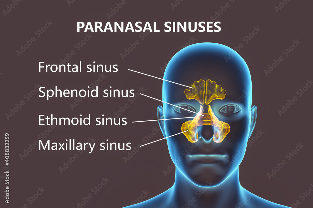 Anatomy of paranasal sinuses Stock Illustration | Adobe Stock