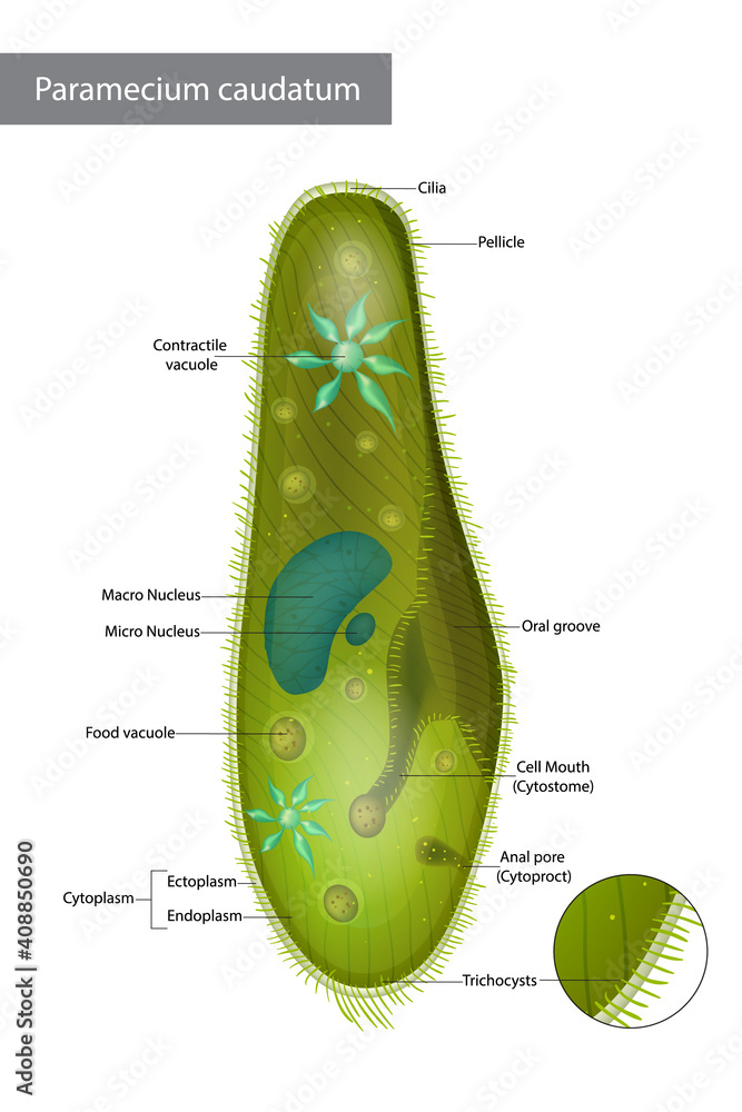 Vetor de Structure Infusorian of the shoeshoe type or Paramecium ...