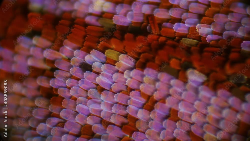 Wing of a butterfly Morpho texture background. Extreme microscopic ...