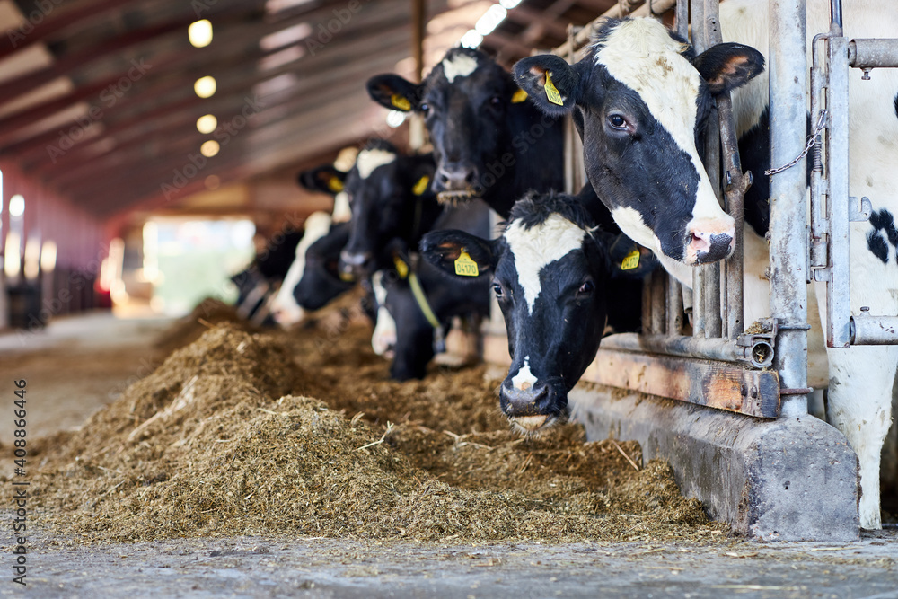 A cow is standing in the dirt, Dairy cows in a farm Stock Photo | Adobe ...