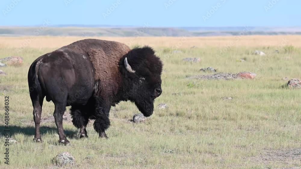 Bison in the Canadian wilderness Stock Video | Adobe Stock