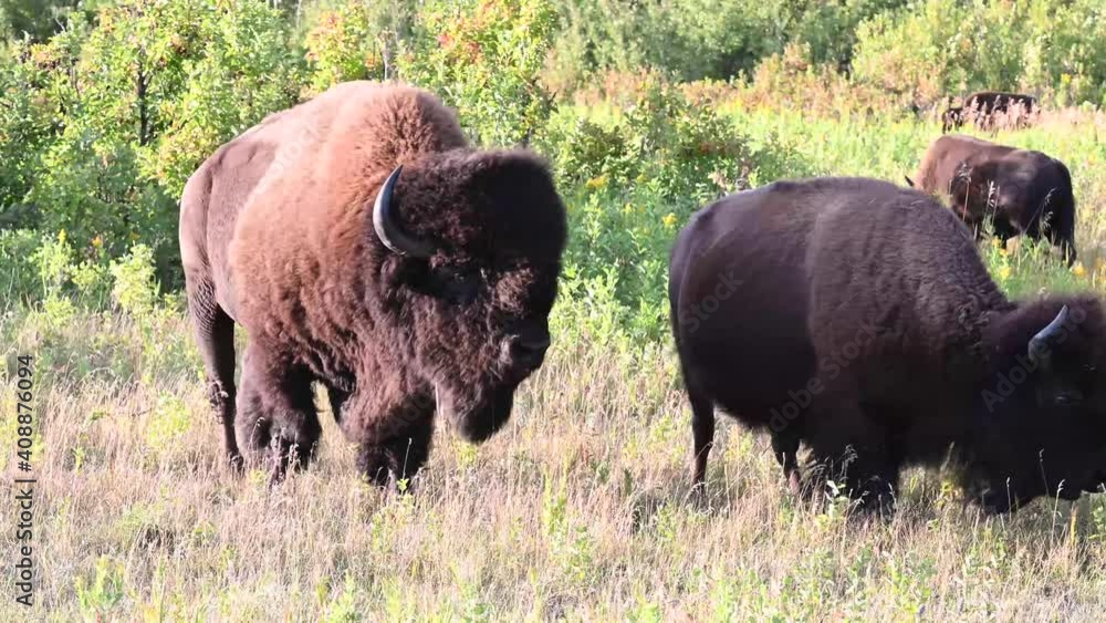 Bison in the Canadian wilderness Stock Video | Adobe Stock